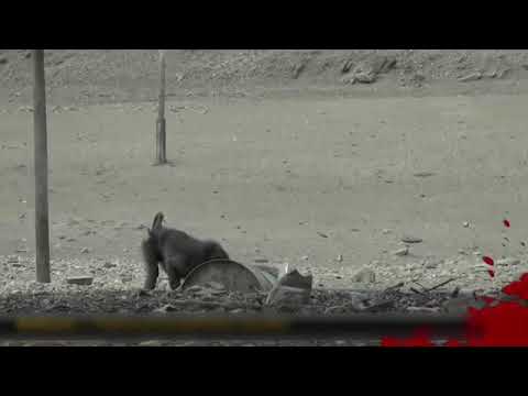 hunting monkeys using arrows - YouTube