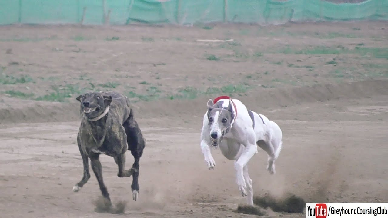 Race of greyhounds in Pakistan 2024 - YouTube