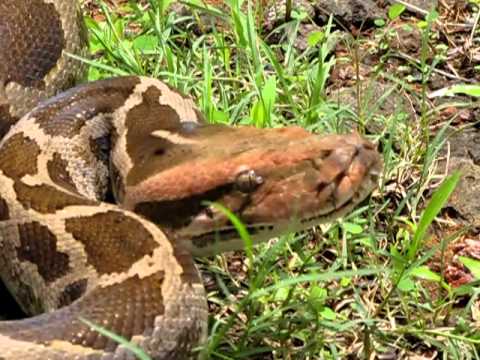 Python Hissing - YouTube