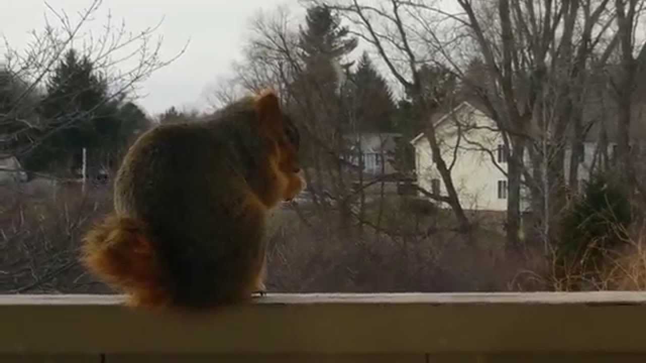 Kiko the squirrel and a walnut - YouTube