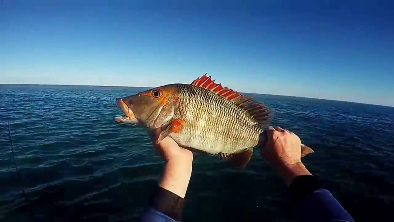 Red Throat Emperor Fitzroy Reef Fishing Lipper Sep16 - YouTube