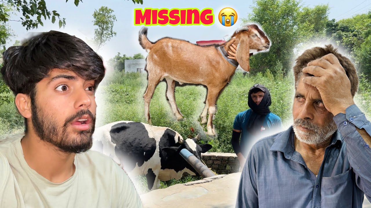 Hamara Qurbani Ka Janwar Chori Ho Gaya 😭 Sab Ghar Waly Emotional 🥺 ...