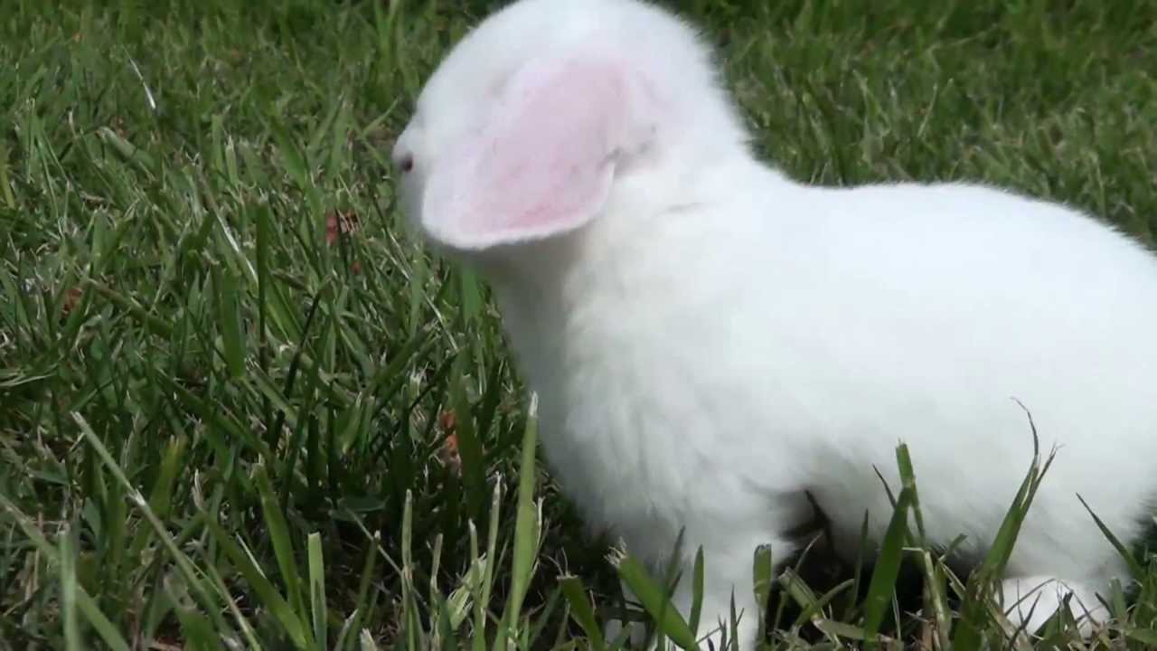 The Rabbits at Hatcher's Manor, Richmond, Tasmania. - YouTube