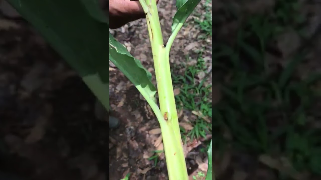 Stem borer damage in cardamom - YouTube
