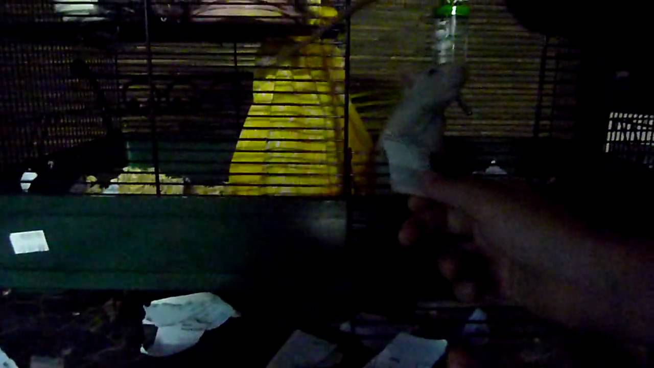 Rat nesting material - YouTube