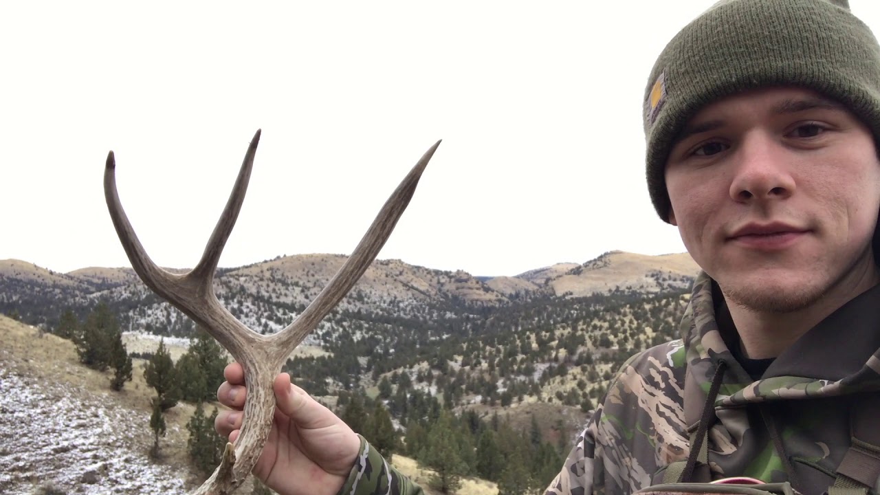OREGON PUBLIC LAND SHED ANTLER HUNT!! - YouTube