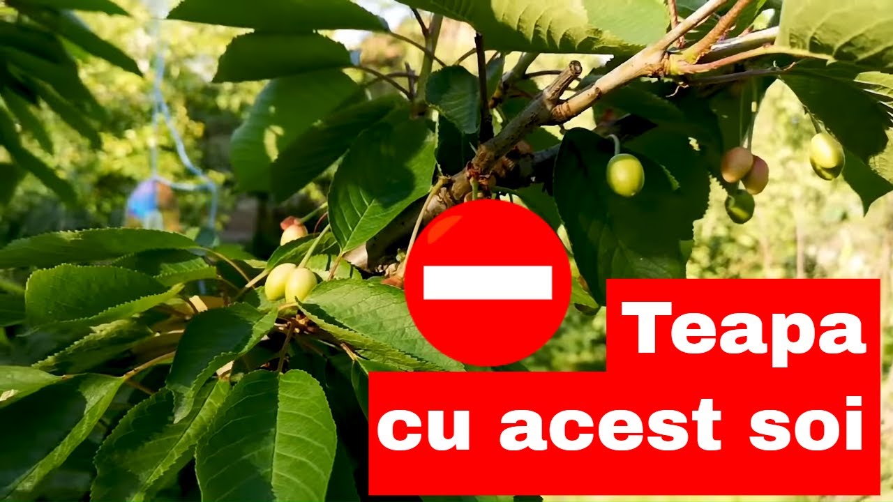 Hottest cherry variety, George / Vestitul cires, George - YouTube