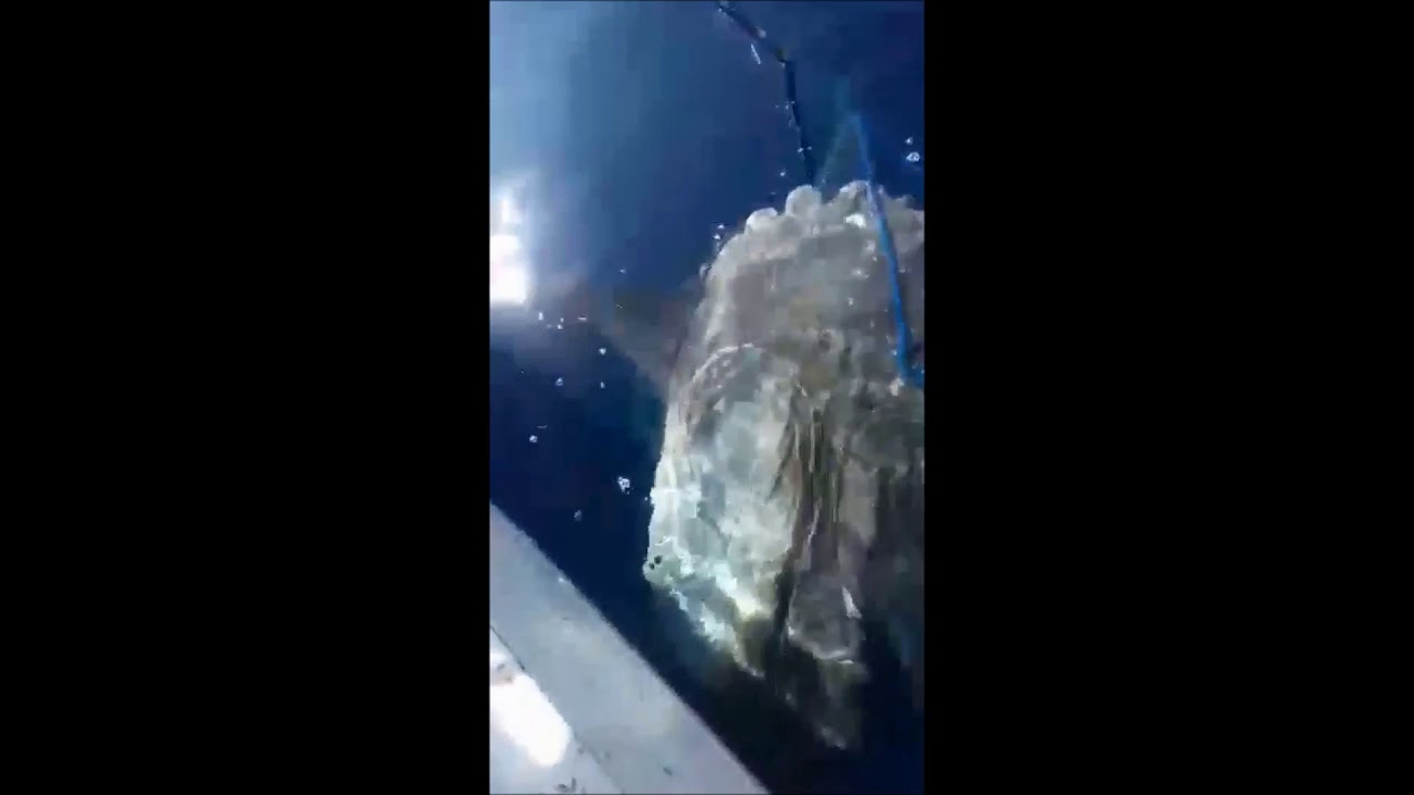 Ribar oslobodio i vratio 200 kg tešku ribu bucanj natrag u more - YouTube