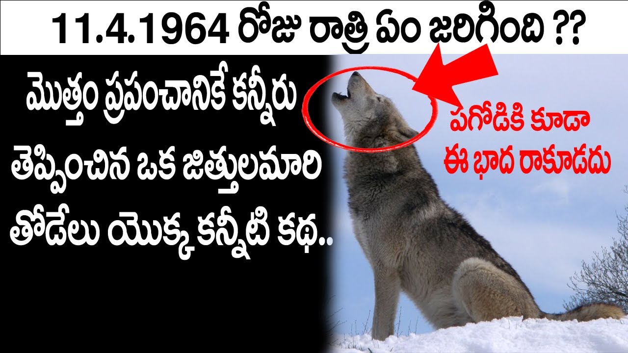 |పాపం పగోడికి కూడా ఈ బాధ రాకూడదండి .. Story Of The Lobo..A Great Wolf ...