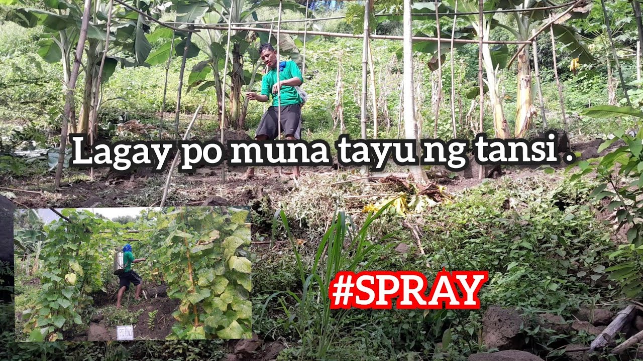 PAG SPRAY SA MGA TANIM NA GULAY //PAG PITAS SA MGA BUNGA NANG MGA ...