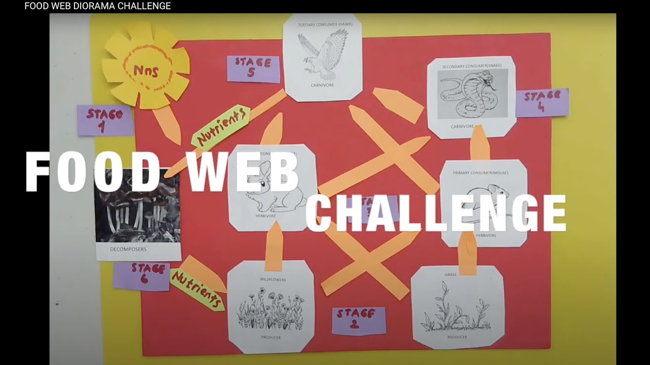 FOOD WEB DIORAMA CHALLENGE - YouTube