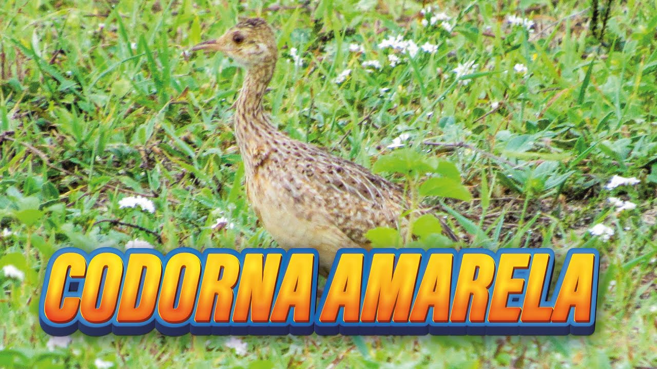 CODORNA AMARELA, CODORNIZ NOTHURA MACULOSA - YouTube