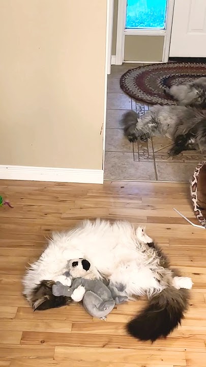 Luna’s Catnip Frenzy 😆 - YouTube