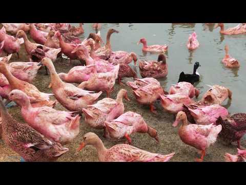 Ducks Video Beautiful Moments of Ducks Feeding & Swimming | Amazing Duck Farming