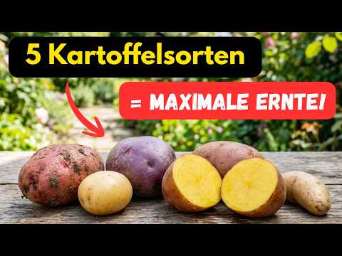 Vergiss Linda & Co! Diese 5 Sortentipps verändern dein Kartoffelbeet!