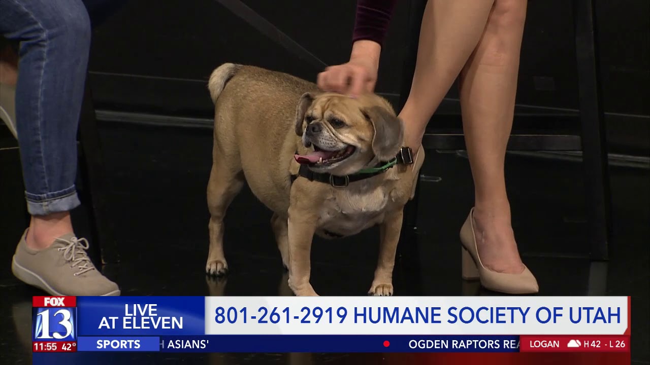 GABBY - Fox 13 Best Friend from the Humane Society of Utah - YouTube
