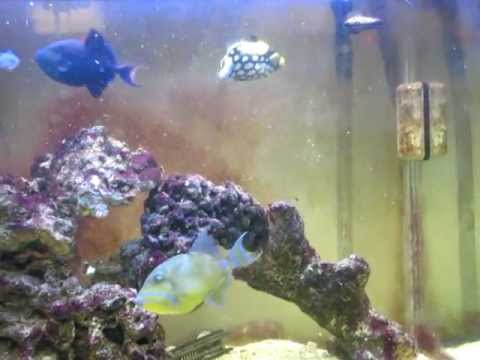 TRIGGERS vs GOLDFISH!!! PREDATOR TANK... - YouTube