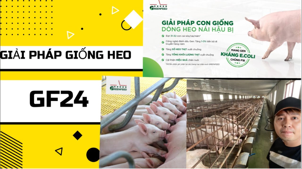 HẬU BỊ GF24#GREENFEEDVIETNAM#PIC#0989433833#Zao/Viber/Telegram/Facebook ...