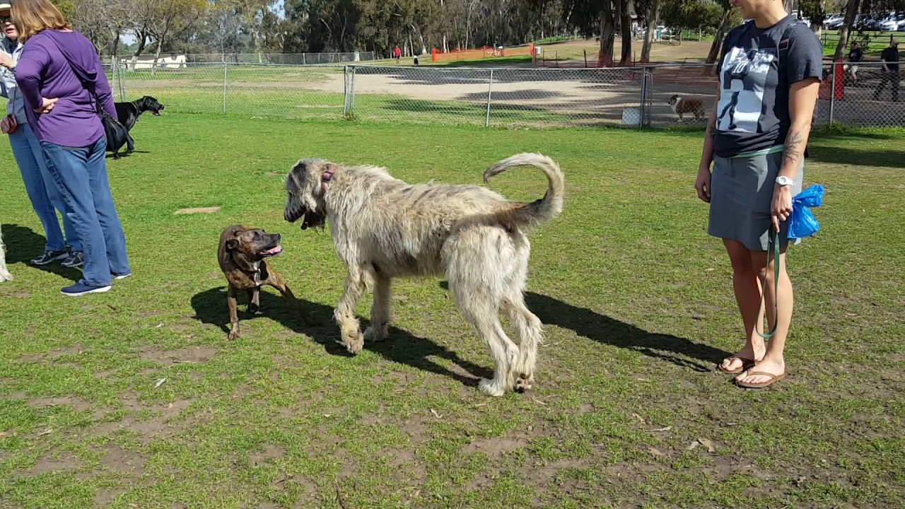 Connor the Irish Wolfhound at 11 months with pit bull mix & Great Dane ...