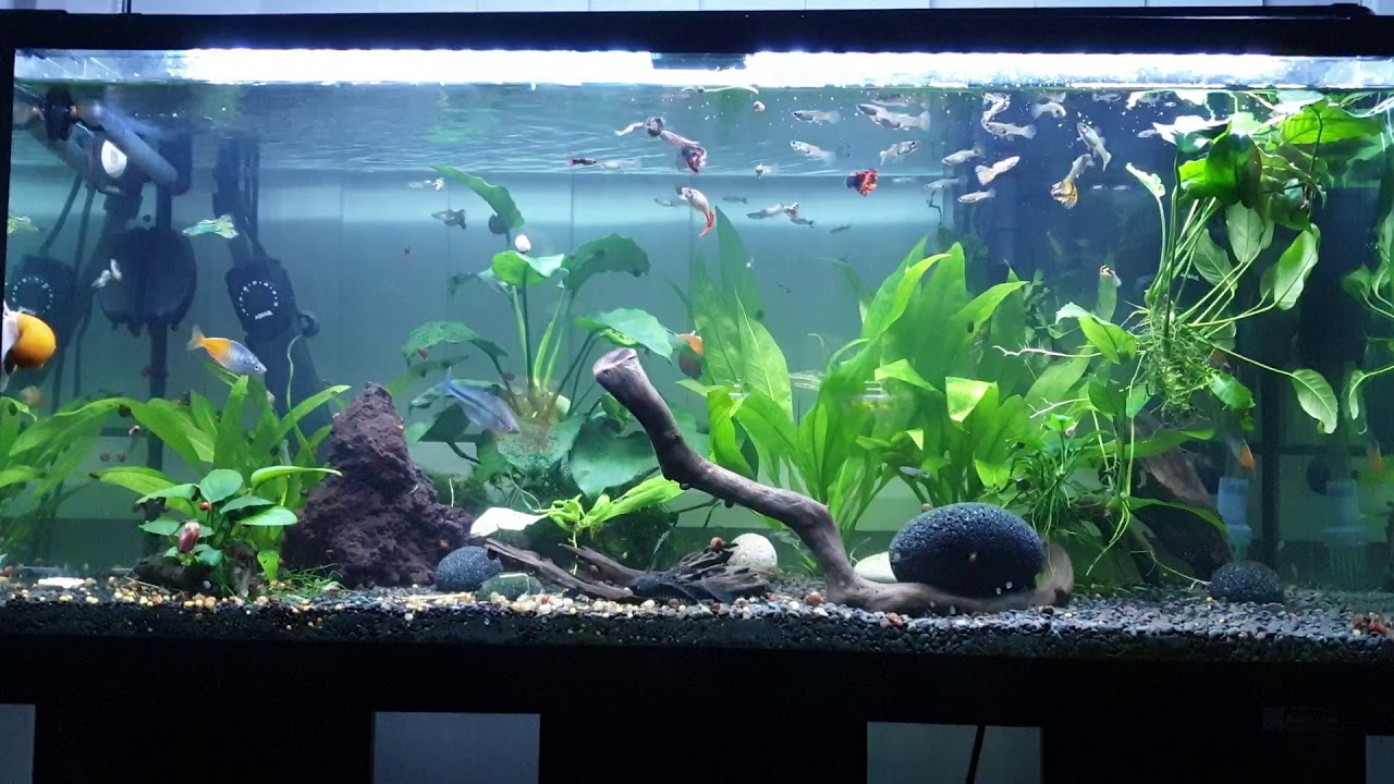 Tank 130L - YouTube