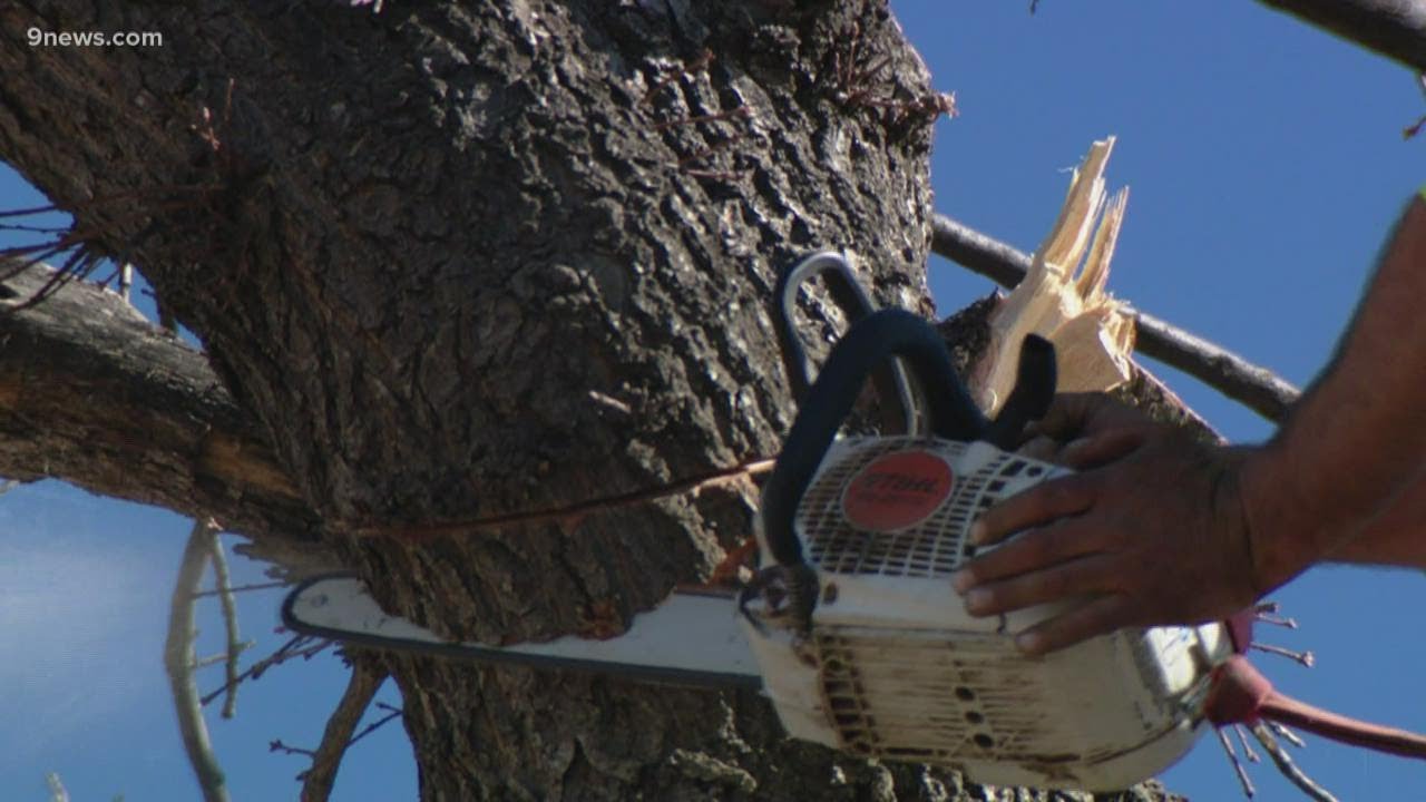 One of the oldest white oak trees in the state cut down - YouTube