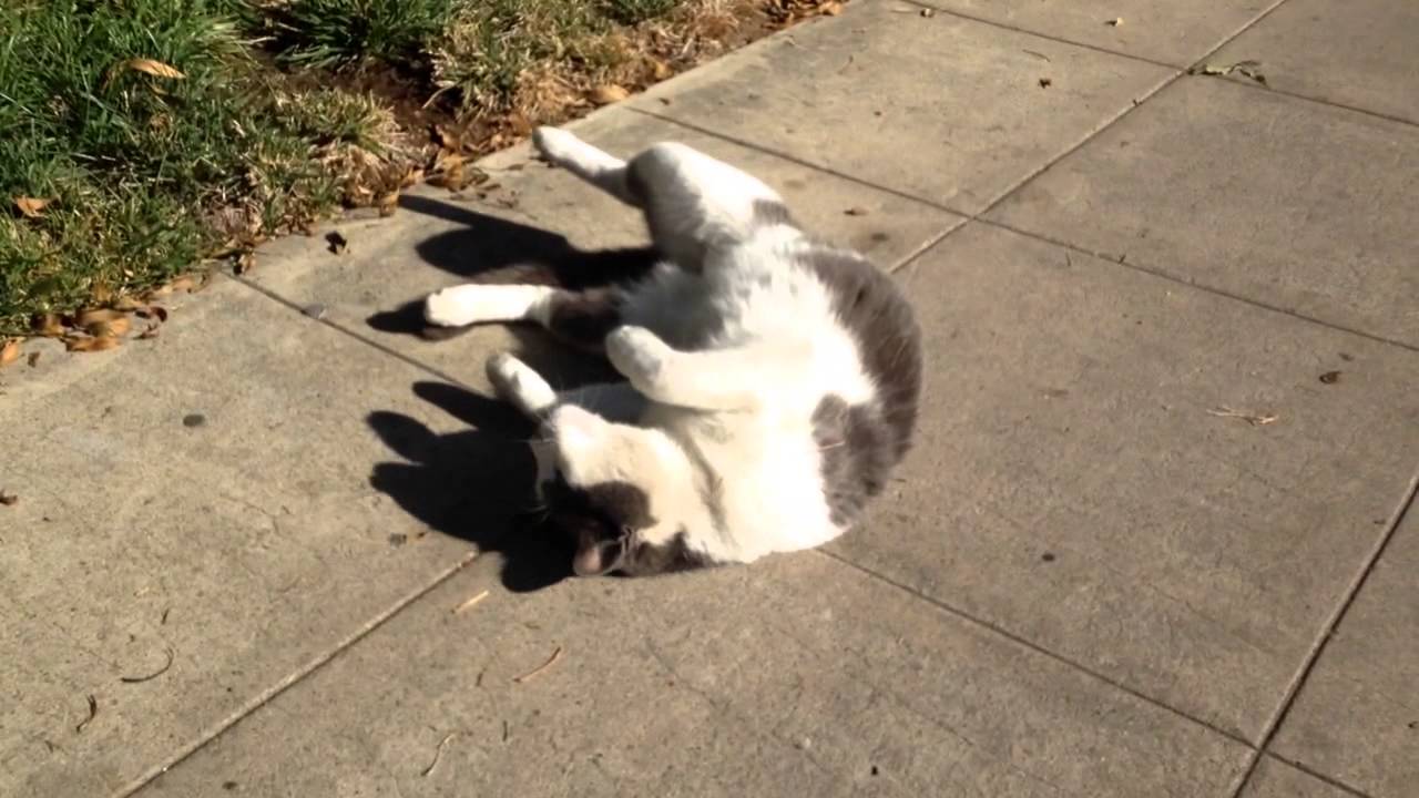 Cat Breakdancing on the Side Walk - YouTube