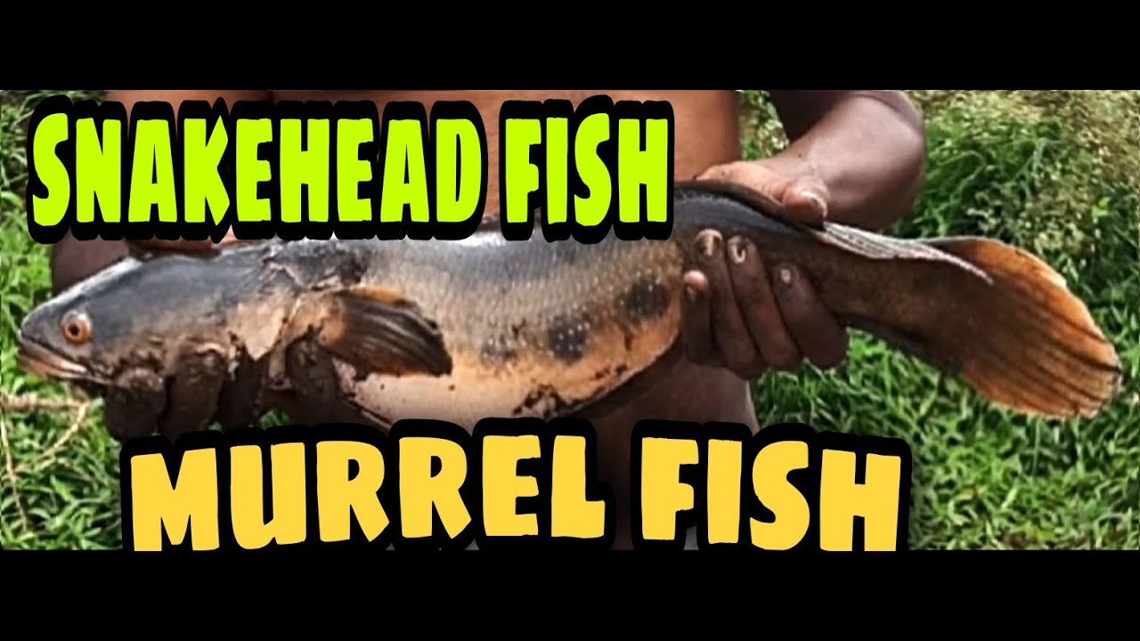 Fish hunting || Catching the murrel fish & catfish fishing #murrelfish ...
