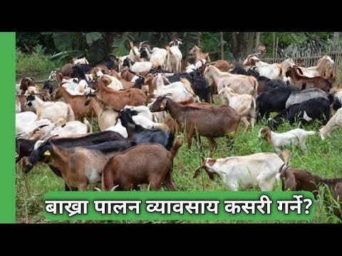 बोयर भन्दा लोकल जातका बाख्राबाट बडि फाइदा ||स्थानिय जातका बाख्रा पालनमा ...