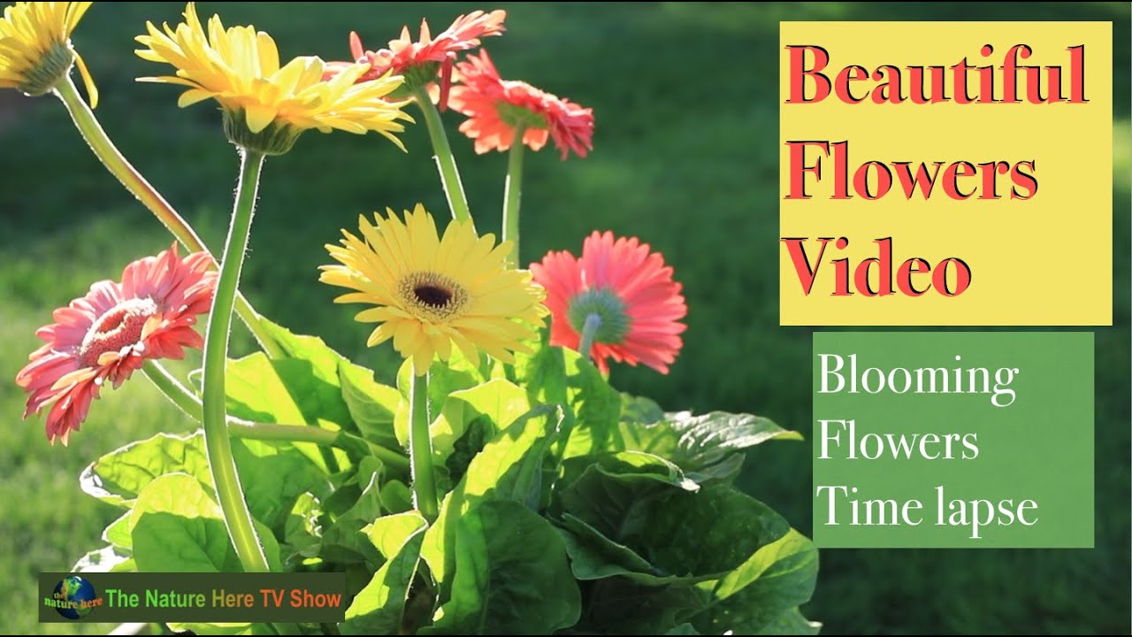 Beautiful Flowers Video. Blooming Flowers Amazing Nature. Time lapse ...