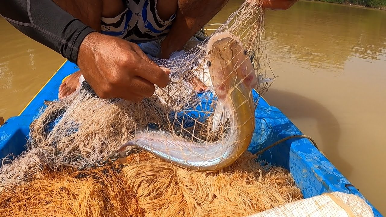 Fishing Exciting Net Fishing Catching Fish In River - YouTube