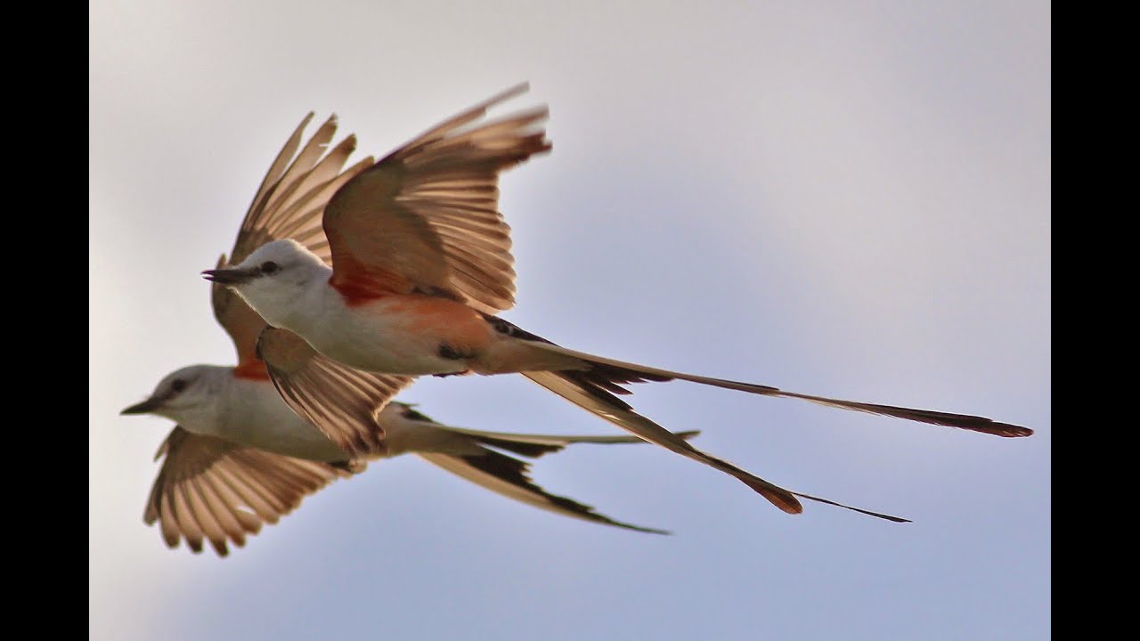 Two Love birds flirting - Scissor-tailed Fycatchers dance and sing ...
