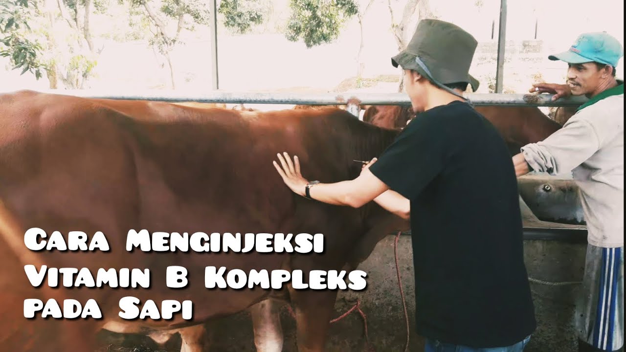 Cara Menginjeksi Vitamin B Kompleks pada Sapi - YouTube