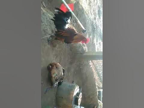 1 /1/2024 hnub no dib laib 1 tug nawb tus me nyuam qaib f1no dib tuaj lawm.... - YouTube