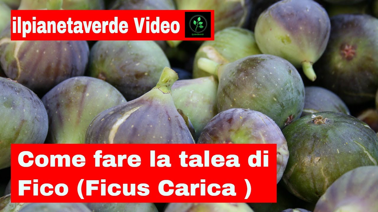 Come fare la talea di Fico ( Ficus Carica ) - YouTube