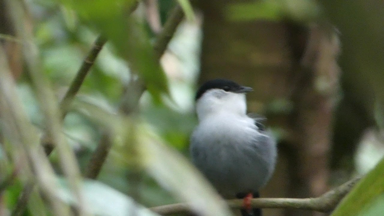 White-bearded Manakin - YouTube