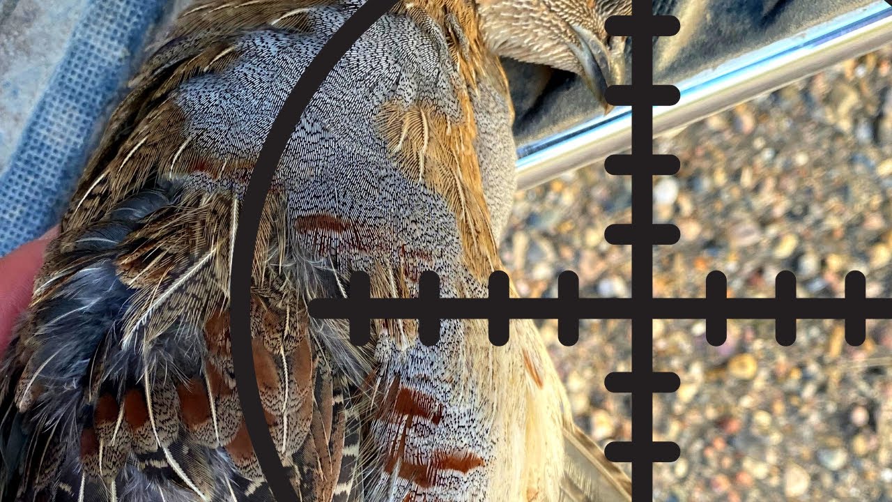 PARTRIDGE SHOOTOUT!!!! Hunting Hungarian Patridge in Southern Alberta ...