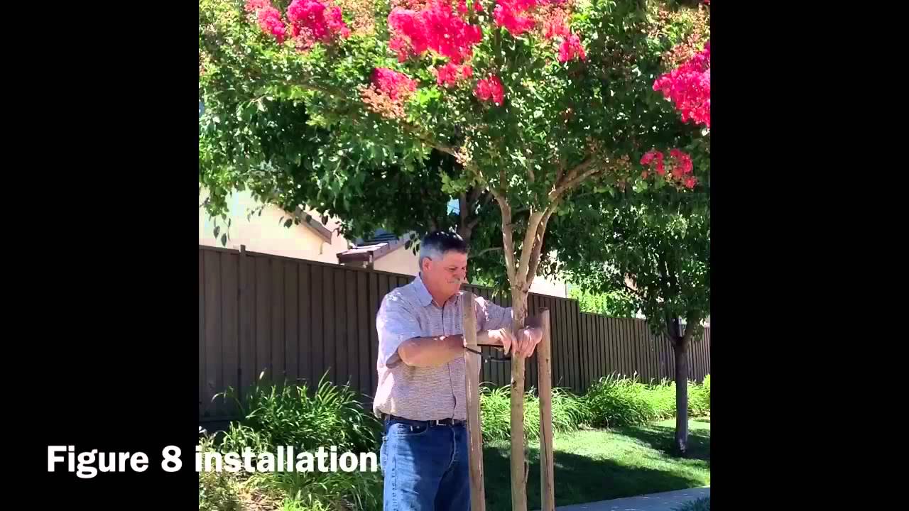 How to stake a tree the easy way - YouTube