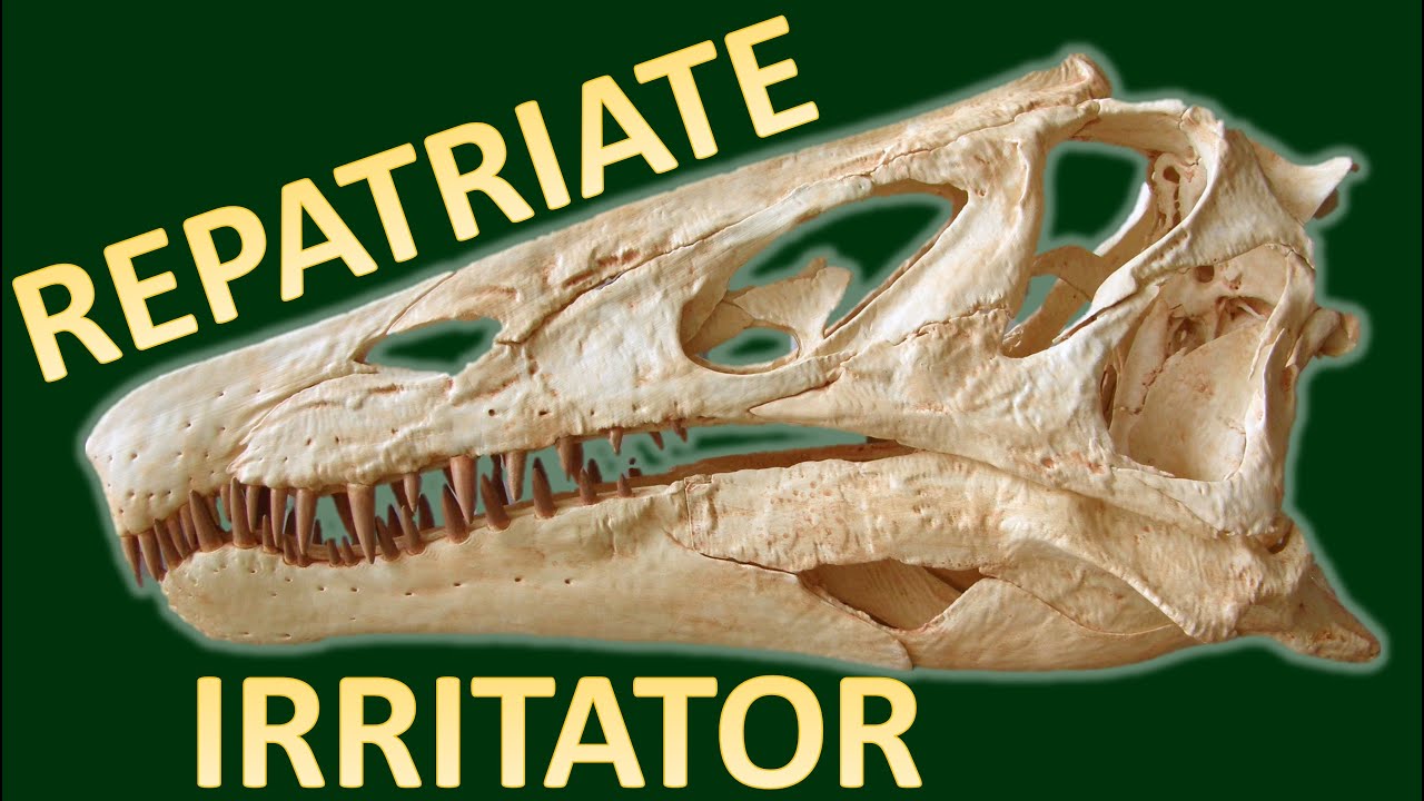 Irritator Belongs To Brazil - YouTube