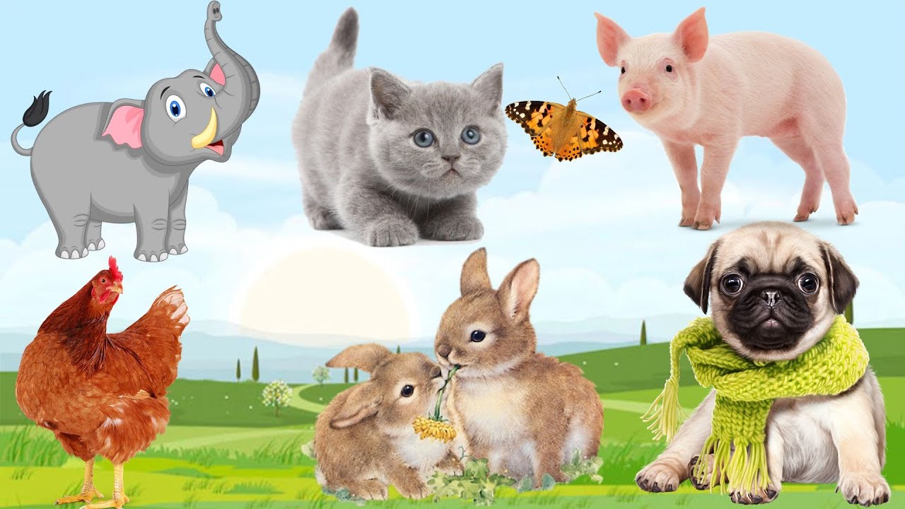 Playing with friends: Dogs, Cats, Chickens, Ducks, Rabbits... Funny ...