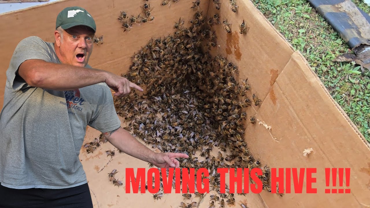 Moving our new BEE HIVE on our homestead ! - YouTube