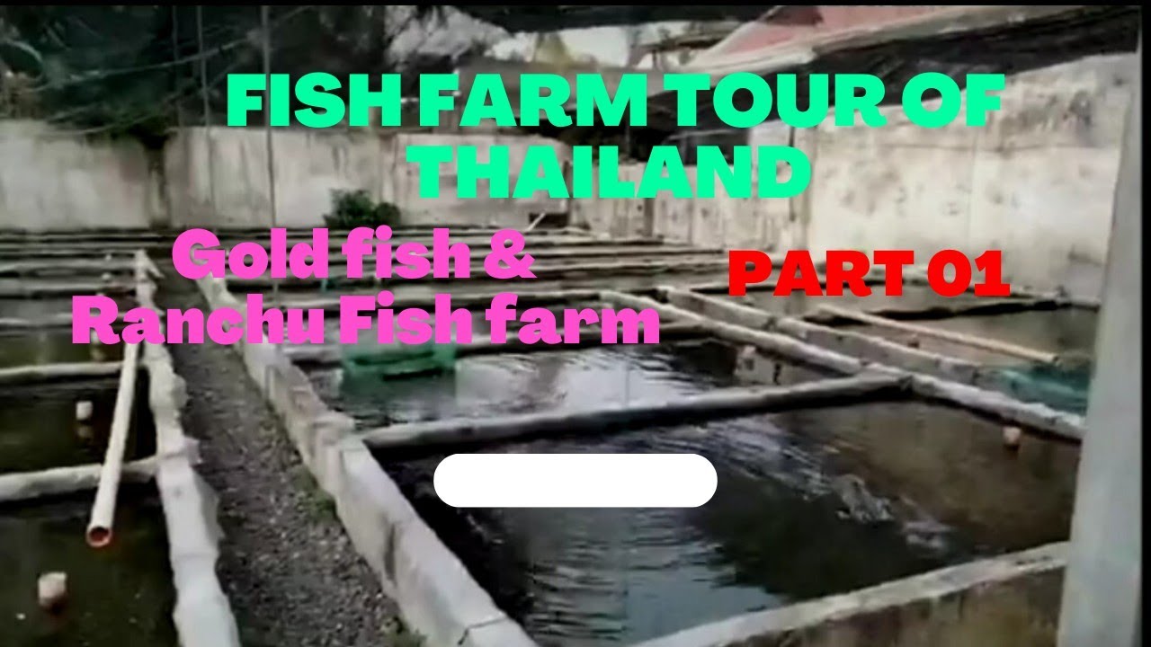 Amazing Gold fish farm thailand# Home fish farming world 😍😍😍😍😍😍😍 ...