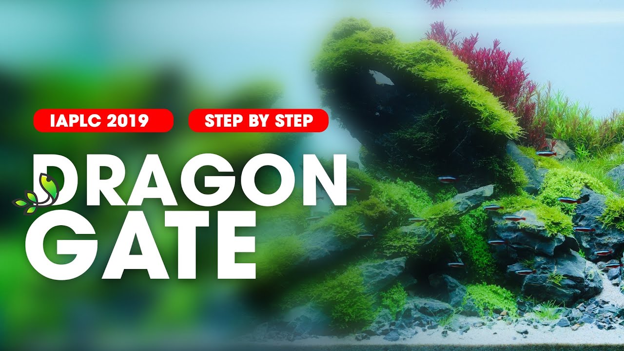 #1 Step by step - IAPLC 2019 Rank 347 DragonGate - YouTube