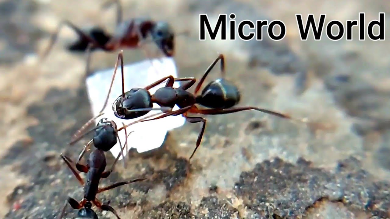 Experience The Micro World | Amazing Black Ants Microscopic Shot ...