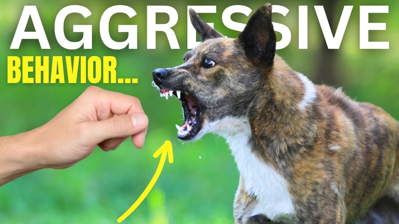 How To TRAIN Aggressive Dogs || Doggy Obedience Training! - YouTube
