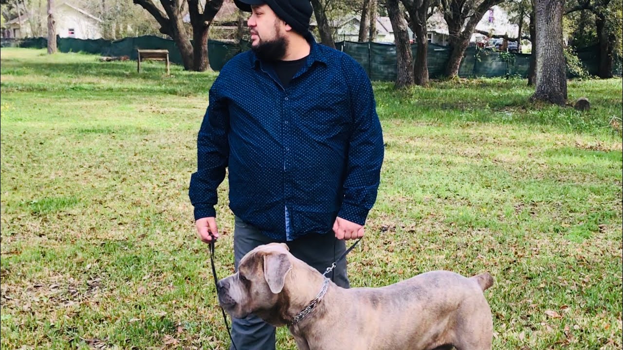 First Dog Training Session 1yr Old Cane Corso Kane - YouTube