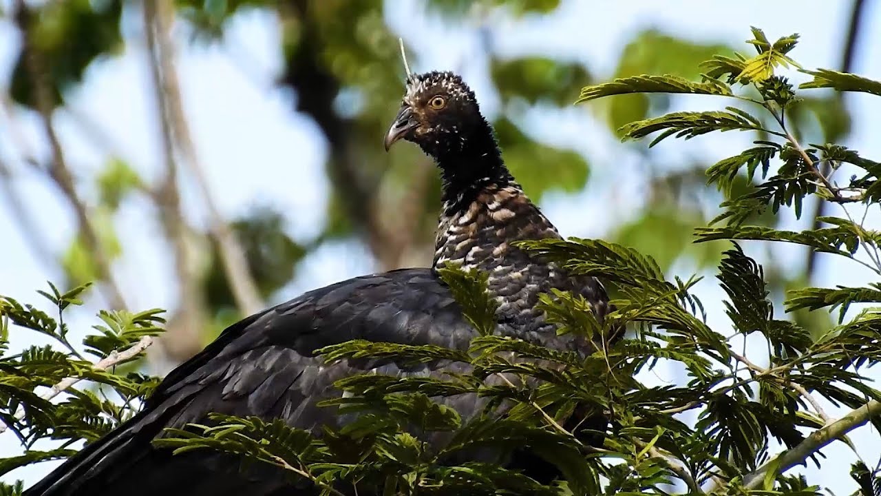 ANHUMA, INHUMA (ANHIMA CORNUTA), HORNED SCREAMER, UNICORNE, LICORNE ...