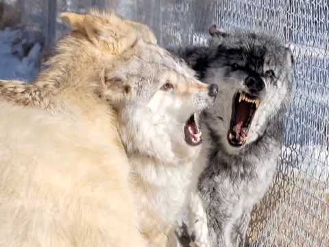 Wild Spirit Wolf Sanctuary - YouTube