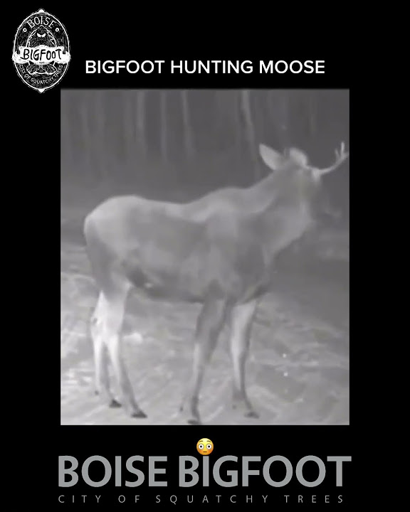 Bigfoot hunting moose | #shorts #cryptid #paranormal #yeti #bigfoot - YouTube