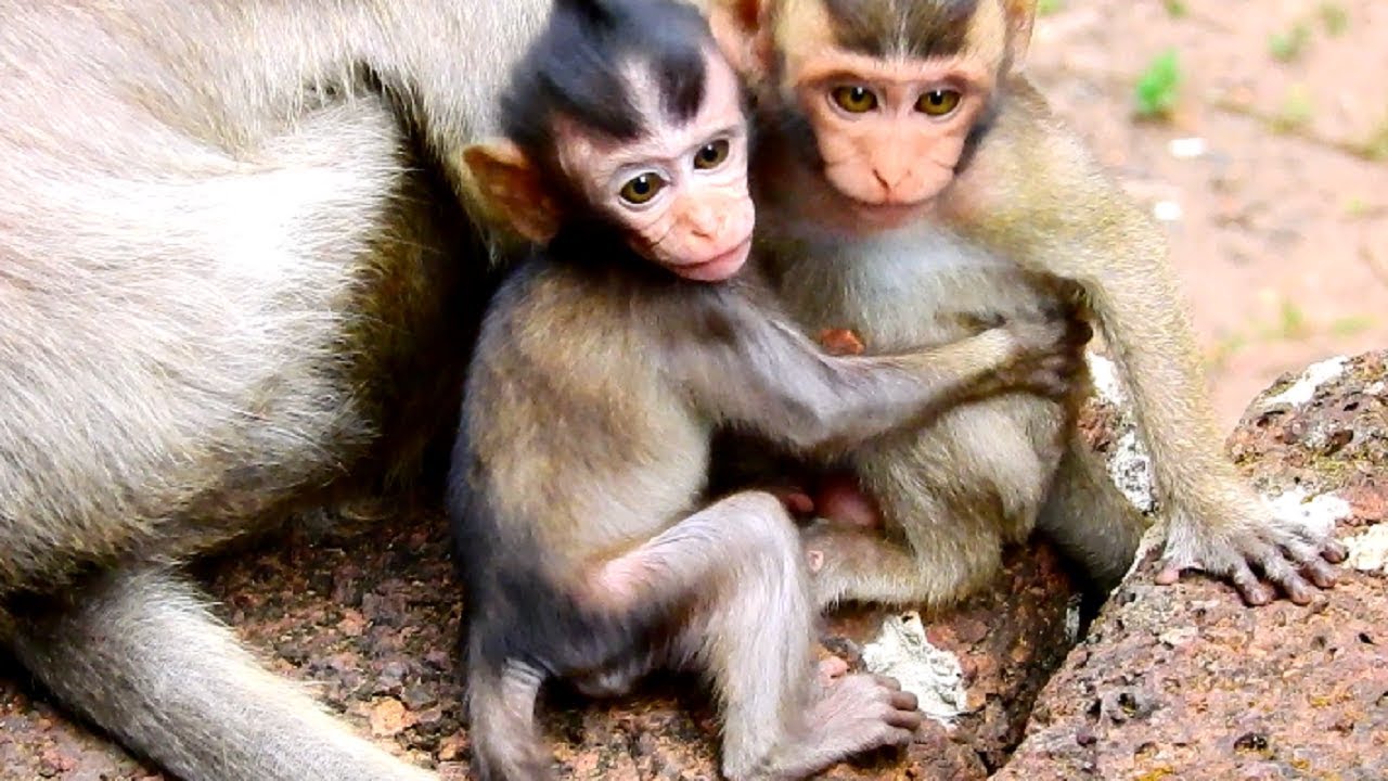 Very Happy! Daniela and Maci so enjoyed playing together, all adorable ...