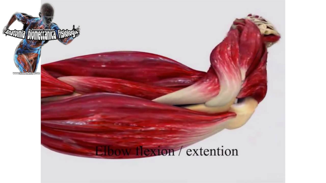 Il gomito durante i vari movimenti (muscoli) - Anatomia Biomeccanica ...